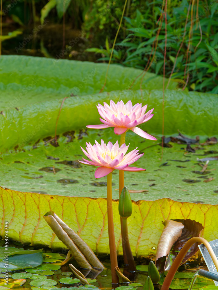 Two nymphaea in bloom in front of giant water lily leaves, Tete d'Or ...