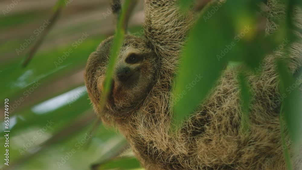Beautiful close-up portrait of a baby sloth in a tree in Costa Rica in ...