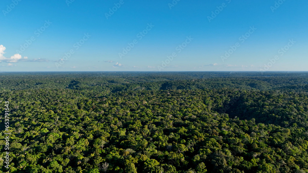 Nature aerial view of Amazon forest at Amazonas Brazil. Mangrove forest ...