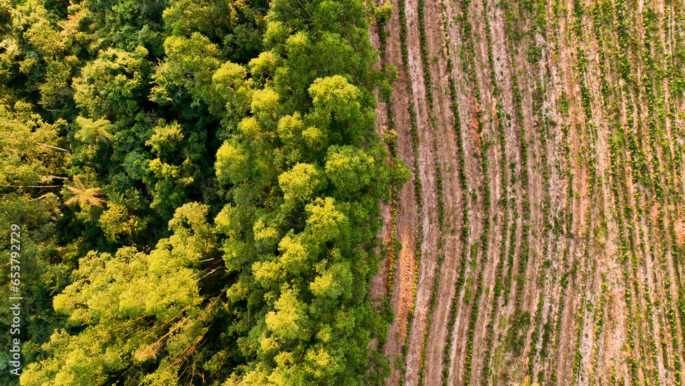 Deforestation eucalyptus trees field at rural landscape. Nature ...