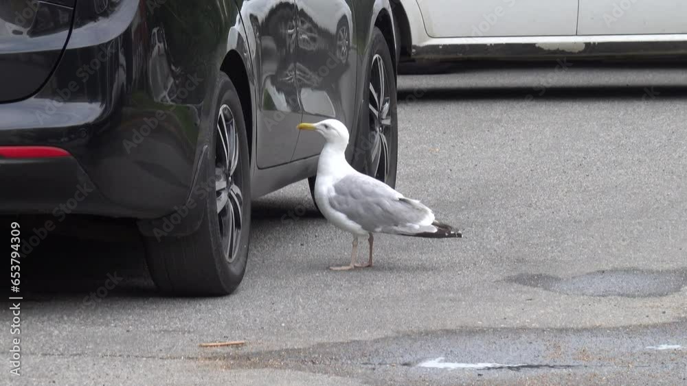 Seagull bird pecks car side. City bird knocks with its beak on car door ...