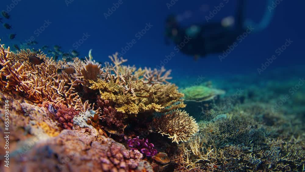 Freediving on the reef with fish. Freediver glides underwater and ...