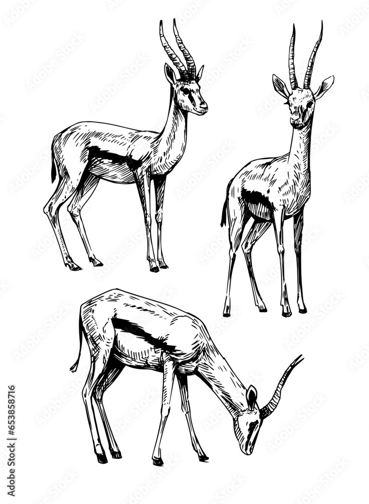 Springbok antelope. Hand drawn vector sketch illustration. black ...
