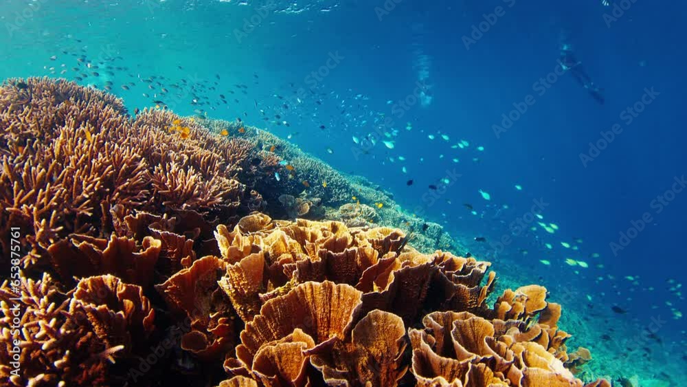 Healthy coral reef underwater in Komodo National Park in Indonesia ...