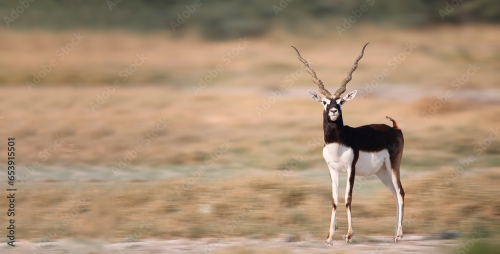 Beautiful wall mounting of Blackbuck animal. Banner of Blackbuck with ...
