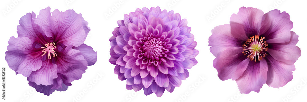 purple flowers isolated on transparent background, violet floral set ...