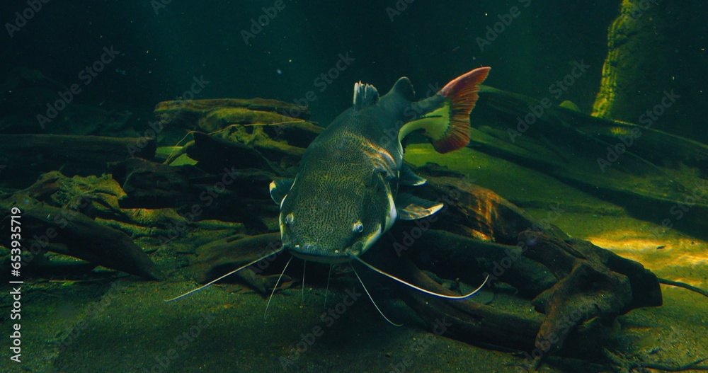 Redtail catfish. Phractocephalus hemioliopterus is a pimelodid long ...