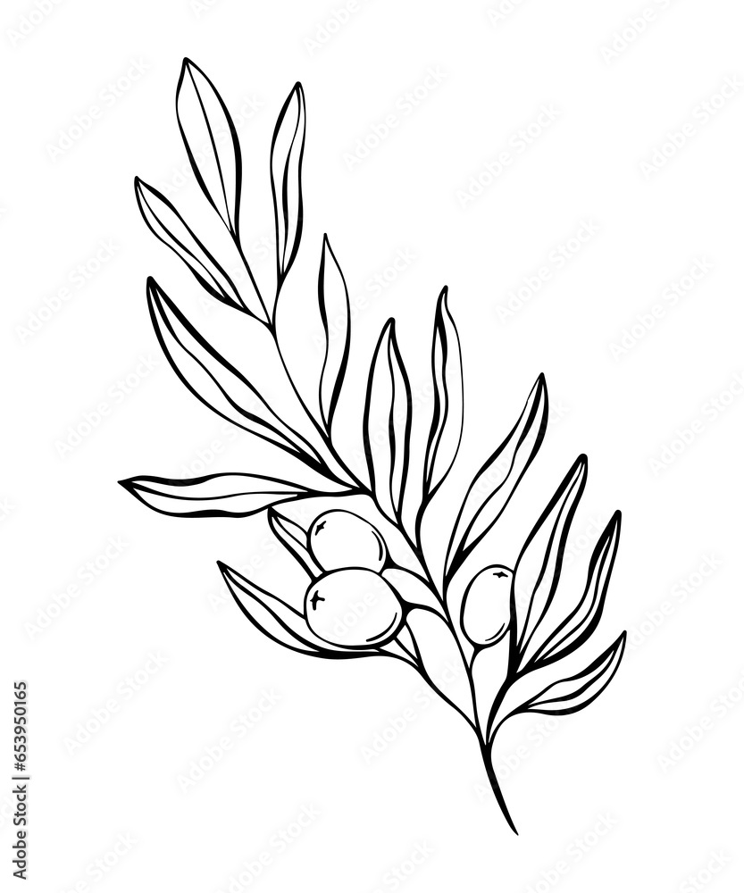 Botanical line illustration of olive leaves, branch for wedding ...