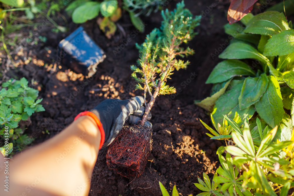 Planting Chinese Juniper Stricta into soil. Evergreen conifer with healthy roots ready for ...