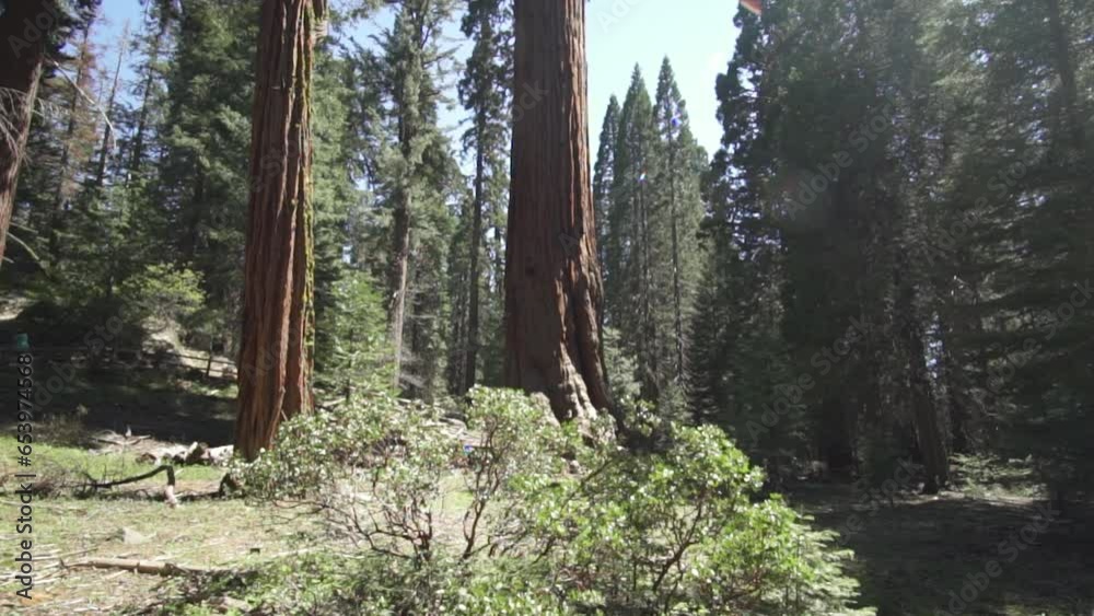 The General Sherman Colossal Giant Tree (Sequoiadendron giganteum ...