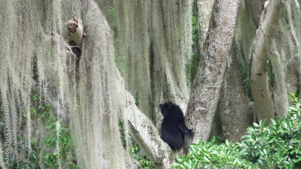 spectacled bear, Tremarctos ornatus, native to the forests of the ...