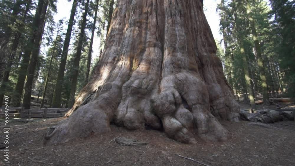 The General Sherman Colossal Giant Tree (Sequoiadendron giganteum ...