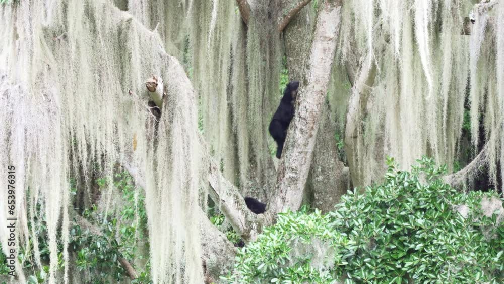 spectacled bear, Tremarctos ornatus, native to the forests of the ...