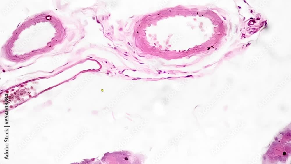 Macro scientific slide of human pancreas tissue magnified under ...