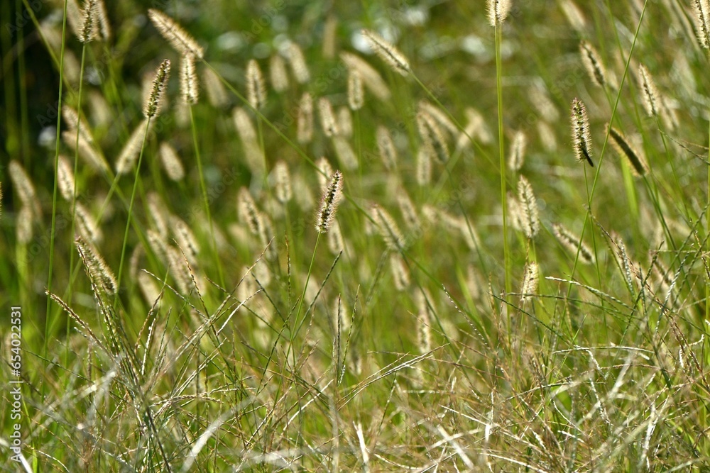 Green bristle grass / Fox tail grass ( Setaria viridis ). Poaceae ...