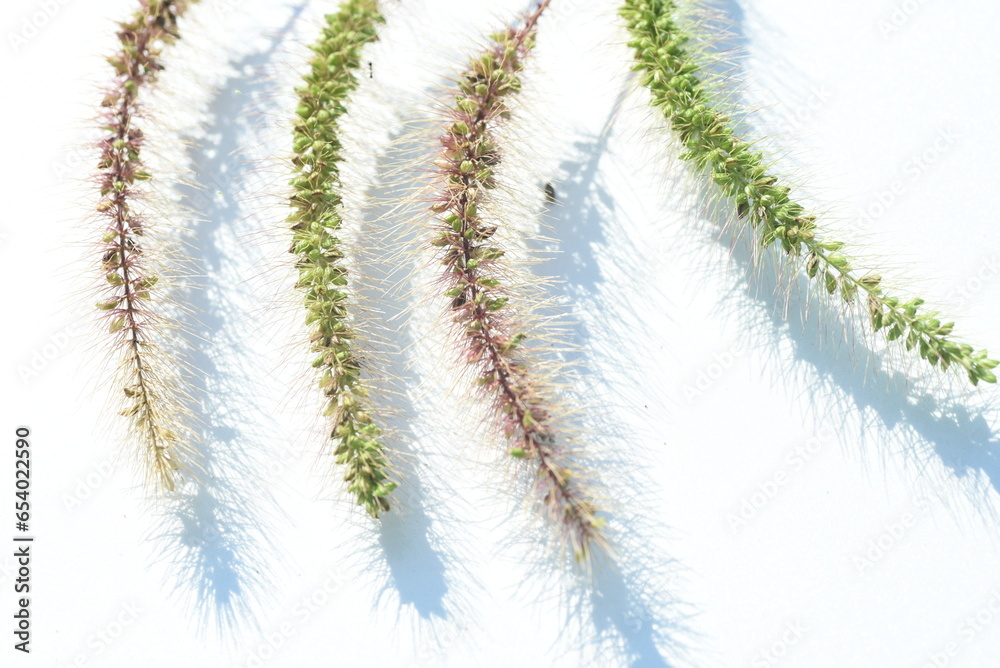 Green bristle grass / Fox tail grass ( Setaria viridis ). Poaceae ...