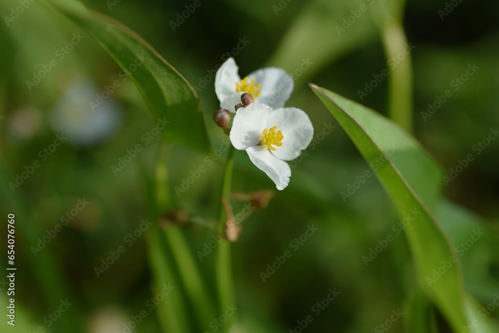 Sagittaria trifolia (Threeleaf arrowhead) flowers. Alismataceae ...