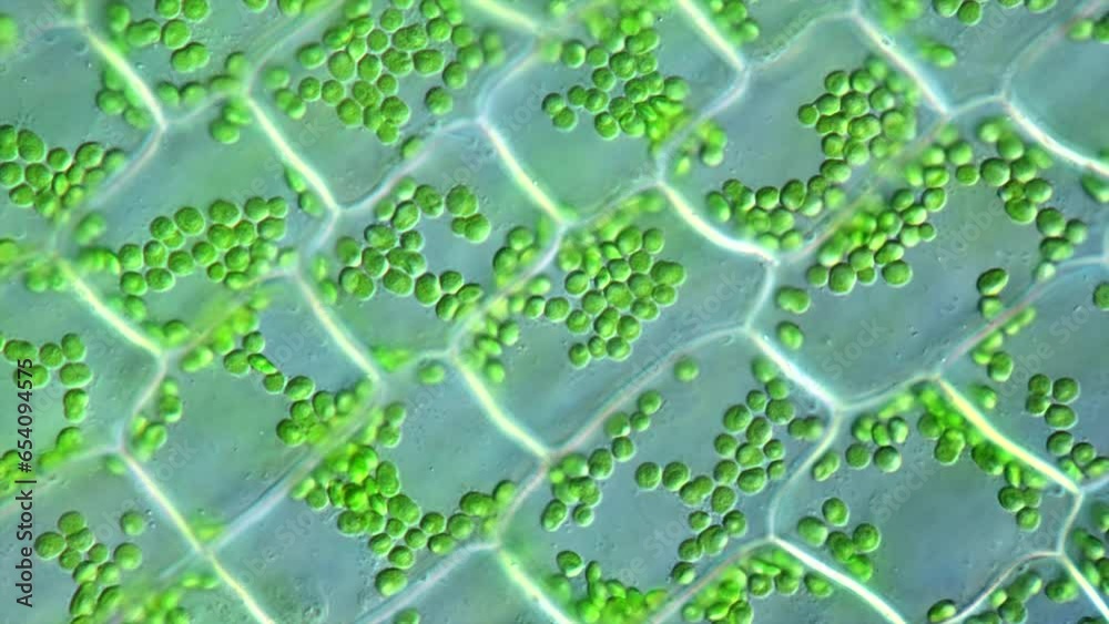 Plant Cells with Chloroplasts doing Photosynthesis under the Microscope Stock ビデオ | Adobe Stock
