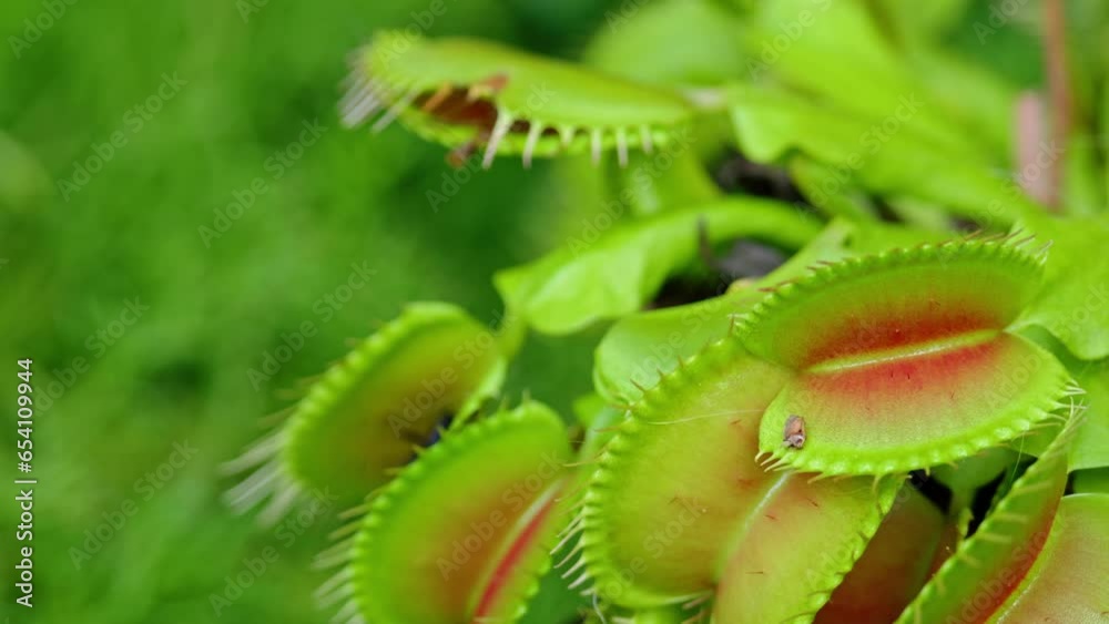 Detailed view of a venus flytrap flower and its traps opening up ...