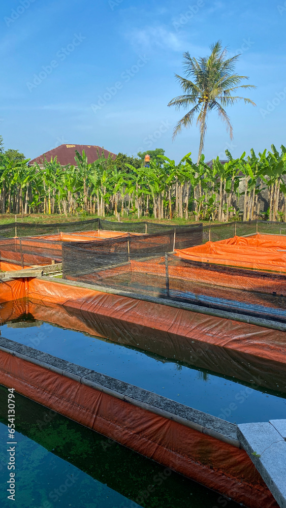 Raising and cultivating fish by using fish ponds made of square ...