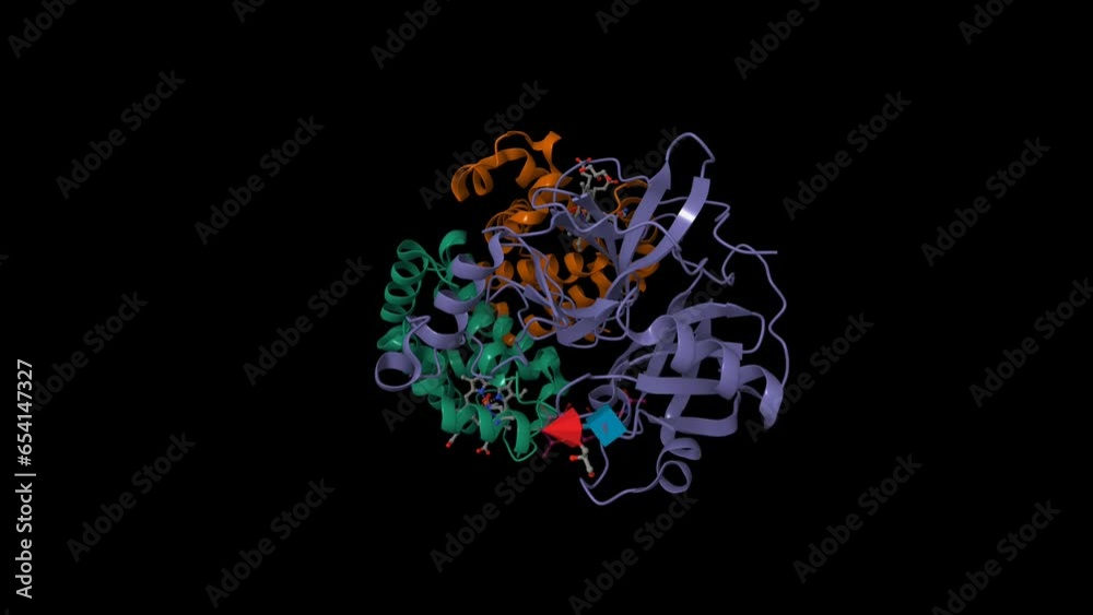 Structure of human haptoglobin-haemoglobin complex. Animated 3D cartoon ...