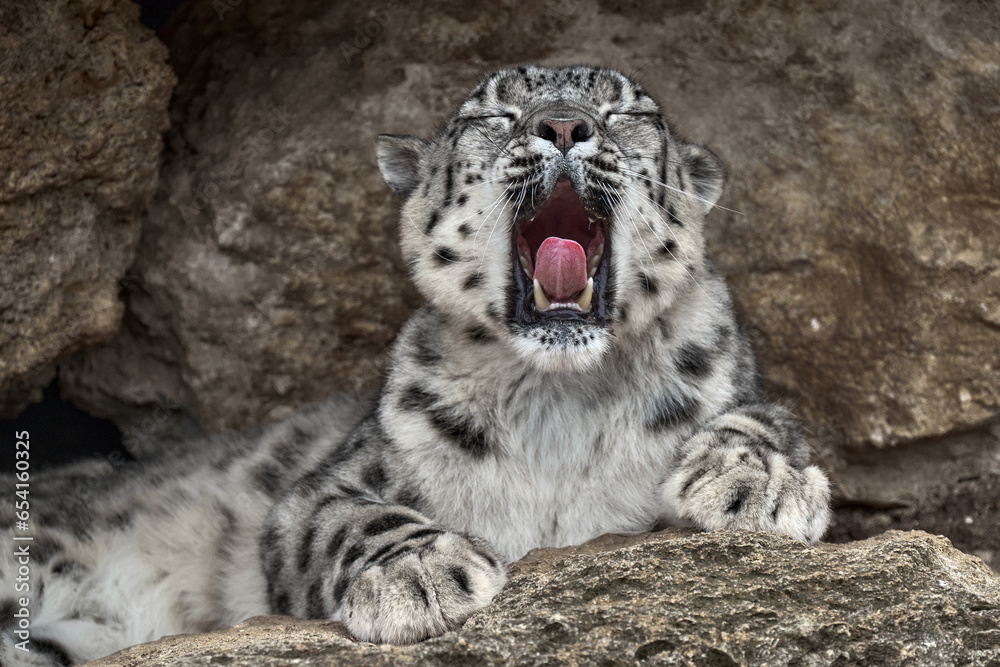 Snow leopard with open muzzle mouth with teeth, sitting in the nature ...