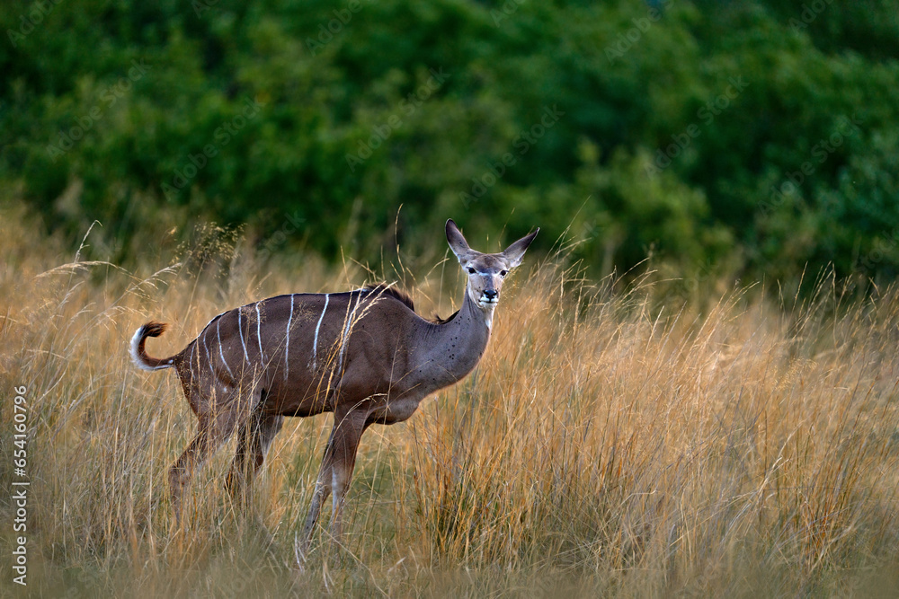 Greater kudu, Tragelaphus strepsiceros, handsome antelope with spiral ...