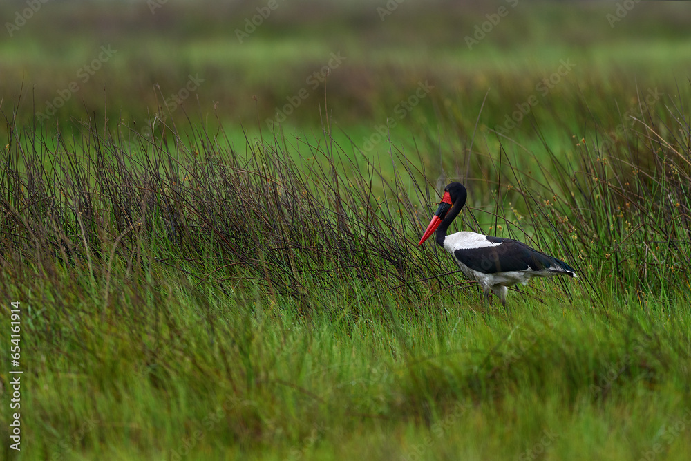 Birdwatching in Africa. Okavango delta bird. Saddle-billed stork, or ...