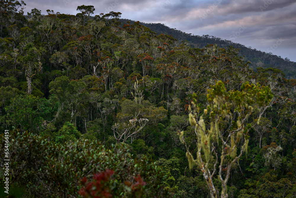 Original native tropic forest in Madagascar, old trees in wet season in ...