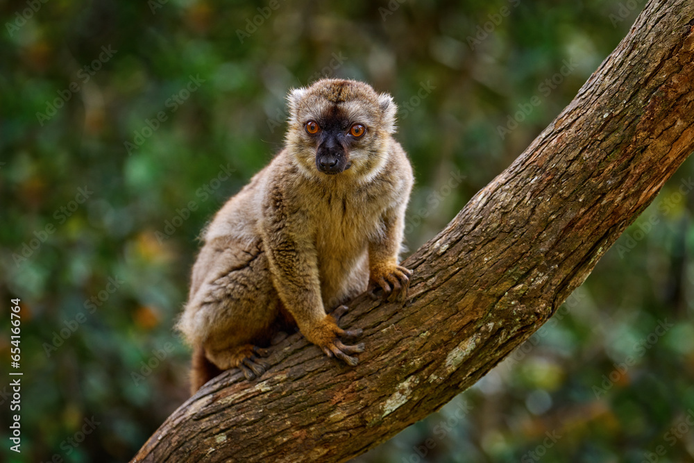 common brown lemurEulemur fulvus, Andasibe Mantadia NP, Madagascar ...