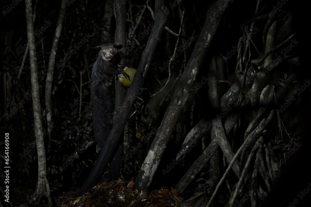 Aye-aye, Daubentonia madagascariensis, night animal in Madagascar. Rare ...
