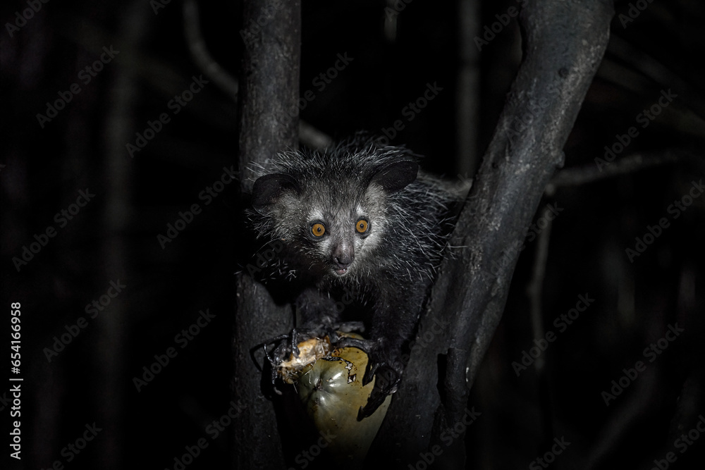 Aye-aye, Daubentonia madagascariensis, night animal in Madagascar. Aye-aye nocturnal lemur ...