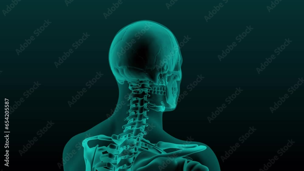 X-ray scan of the human head and neck with the skull and cervical ...