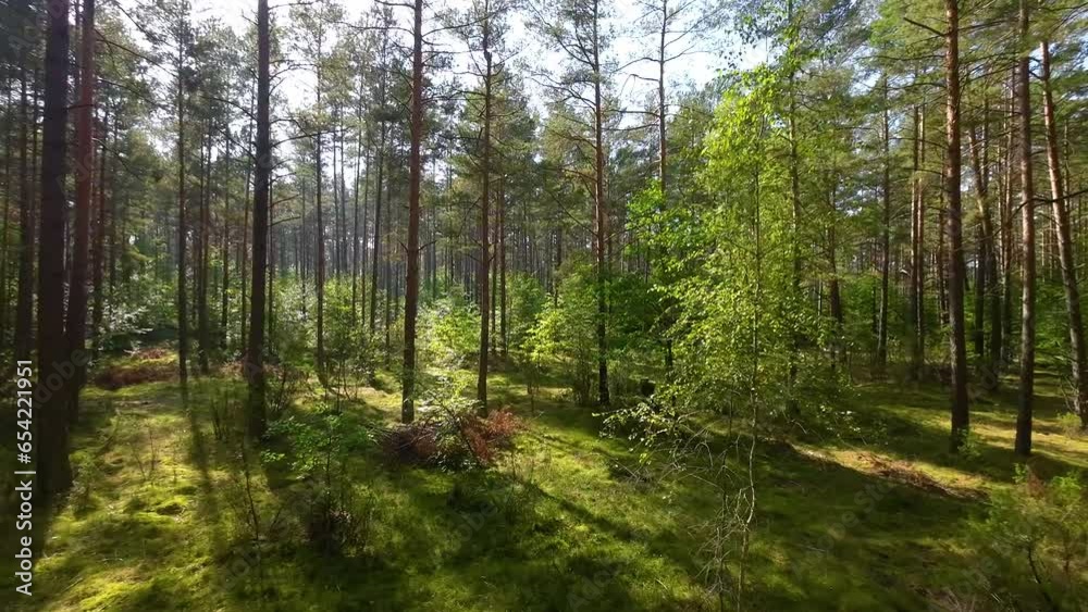 Shiny Magical Autumn Mountain Forest With Trees Growing on Hills. Sunny ...