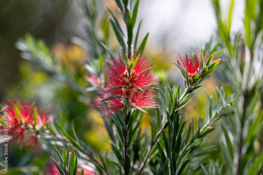 The inflorescence of a Callistemon plant. The entire genus is endemic ...