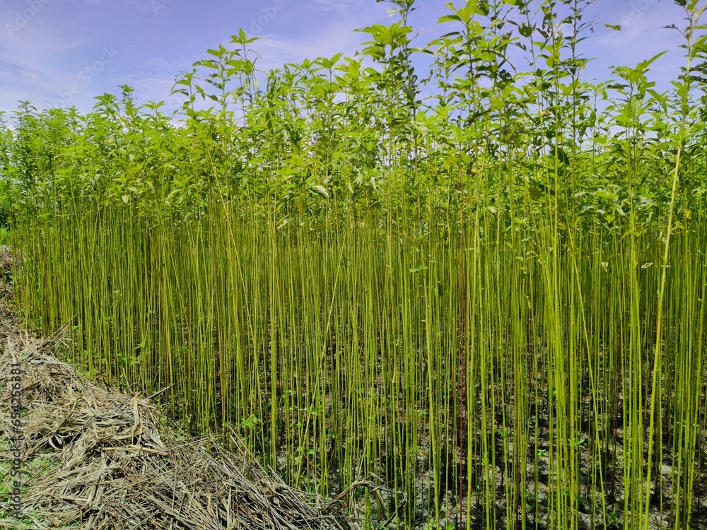 Tall jute plants in a field in Assam, India. Known as the golden fiber ...