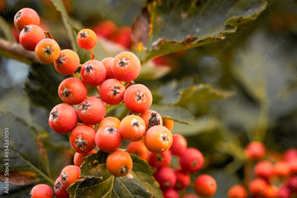 Cobwebs on rowan berries. Disease of the Scandinavian rowan tree. Stock ...