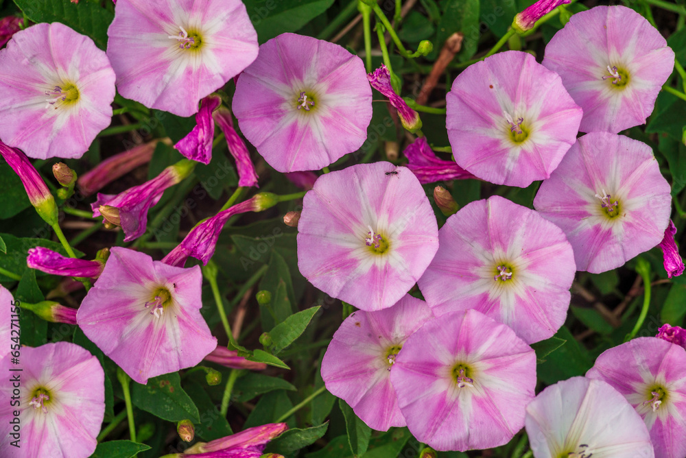 Blooming field bindweed pink trumpet natural laxative Ackerwinde ...