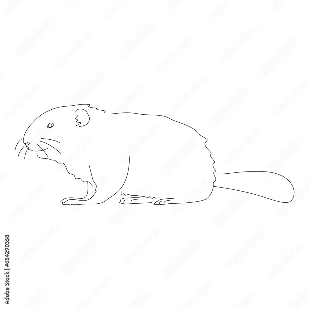 Sketch drawing of a Beaver isolated on a white background. Vector ...