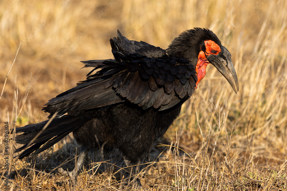 Southern Ground Hornbills (Bucorvus leadbeateri) (Bromvoël) in the ...