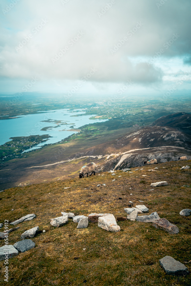 Grazing sheep in foreground. View from Croagh Patrick - important site ...