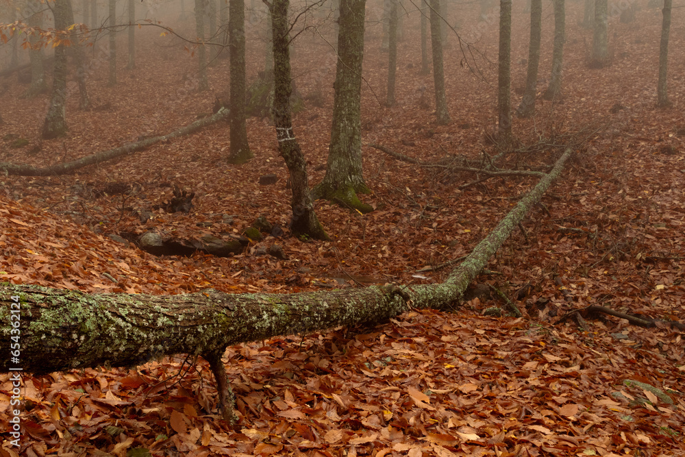 Bosque en otoño cubierto de hojas, nibla y un tronco roto en el suelo ...
