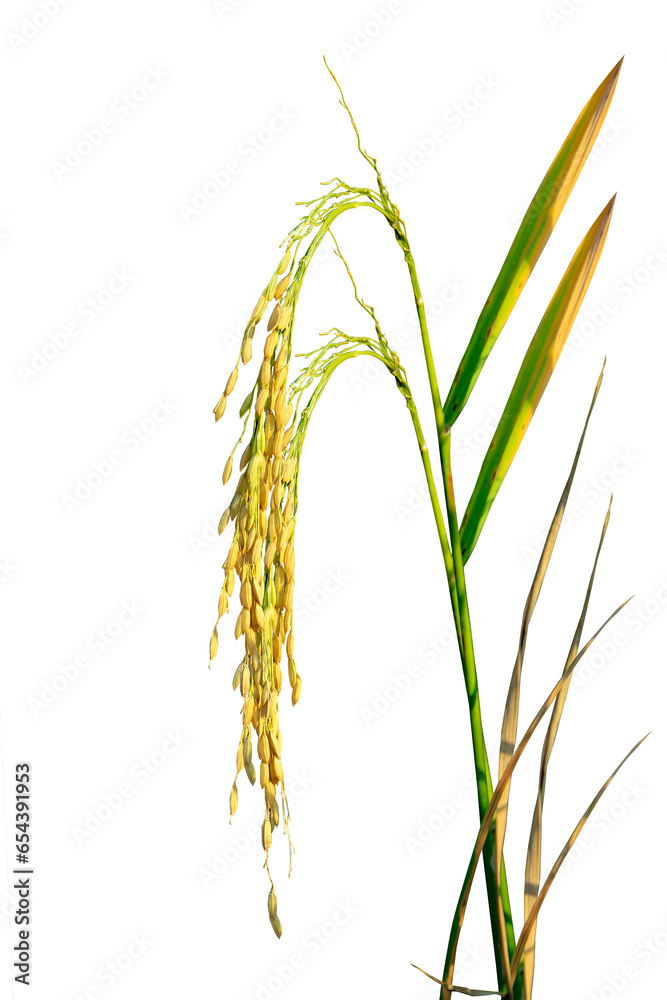 Golden rice plant close-up isolated on transparent background. PNG ...