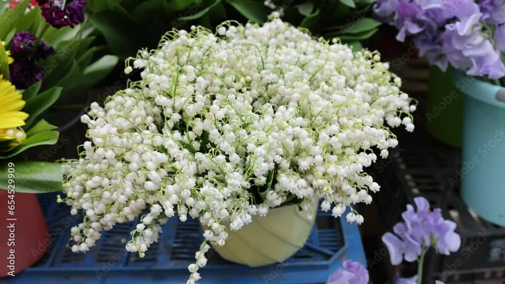 Lily of the Walley bell shape spring flower in North symbol of rebirth ...