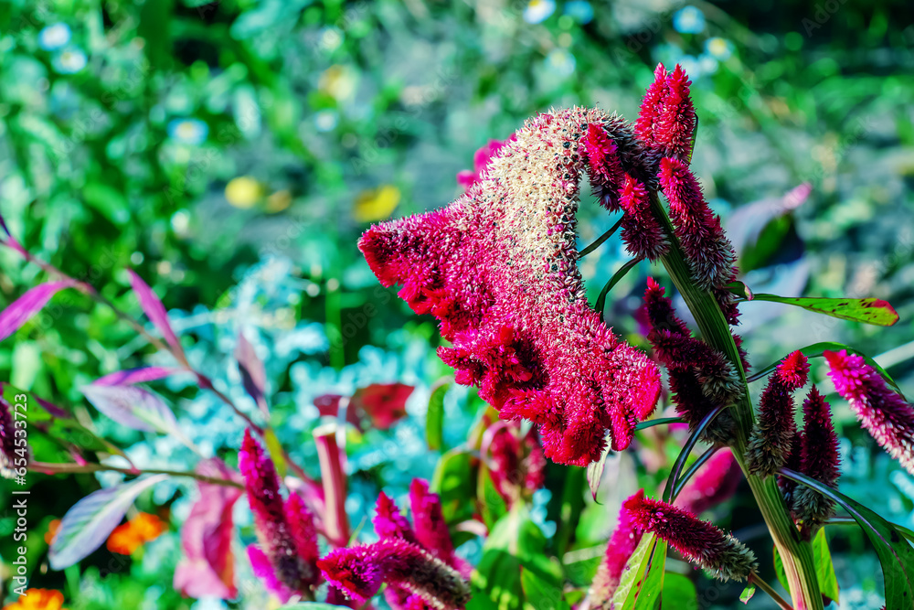 Crested Cockscomb Flower, scientifically known as Celosia argentea ...