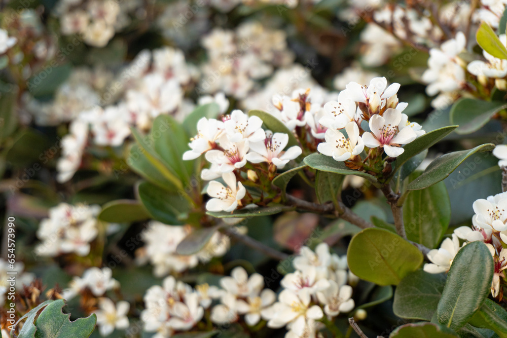 RHAPHIOLEPIS INDICA, CALLED OLIVE, SMALL WHITE FLOWER WITH PINK DETAILS ... RHAPHIOLEPIS INDICA, CALLED OLIVE, SMALL WHITE FLOWER WITH PINK DETAILS ...