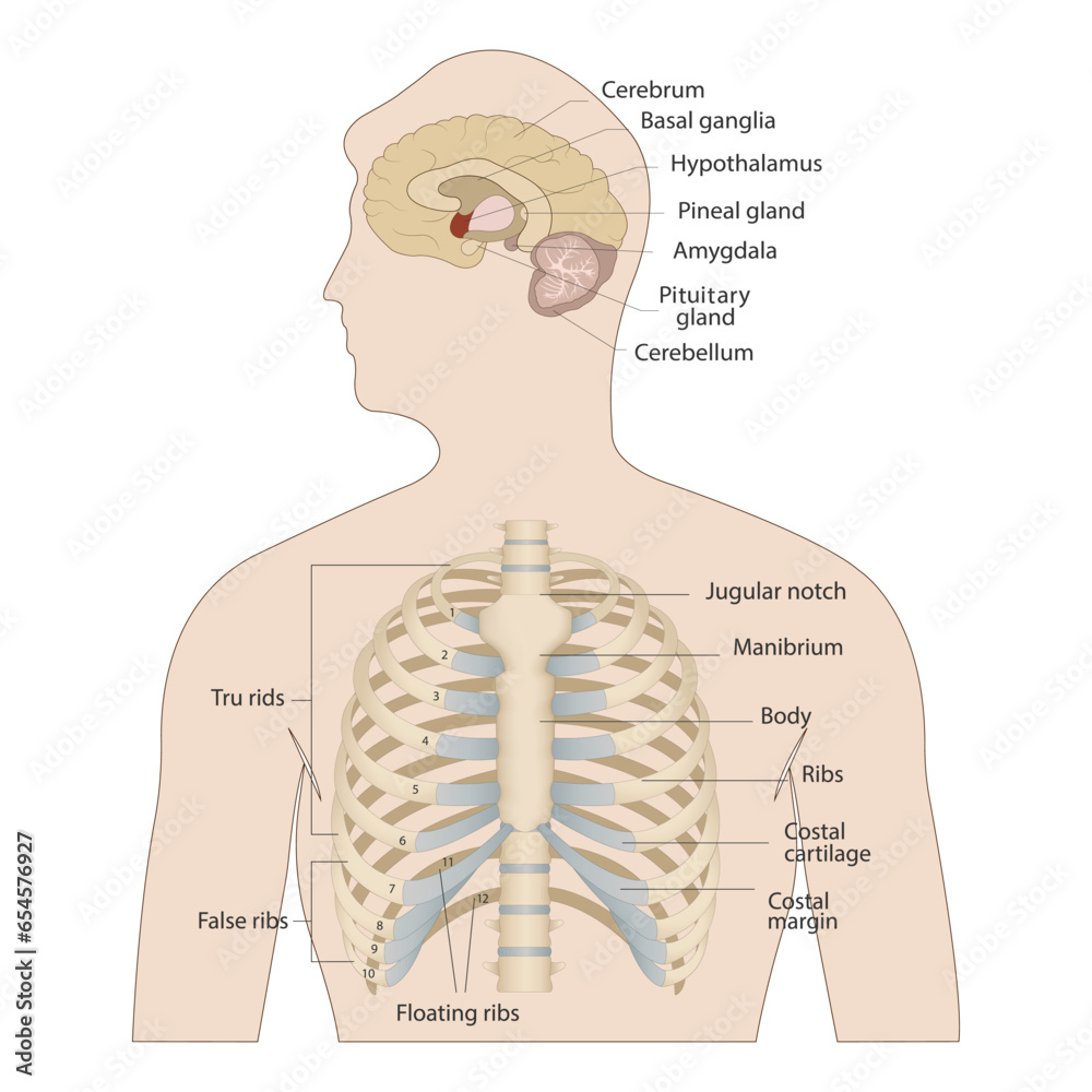 Bones of the human chest. Bones of the chest with the name and ...