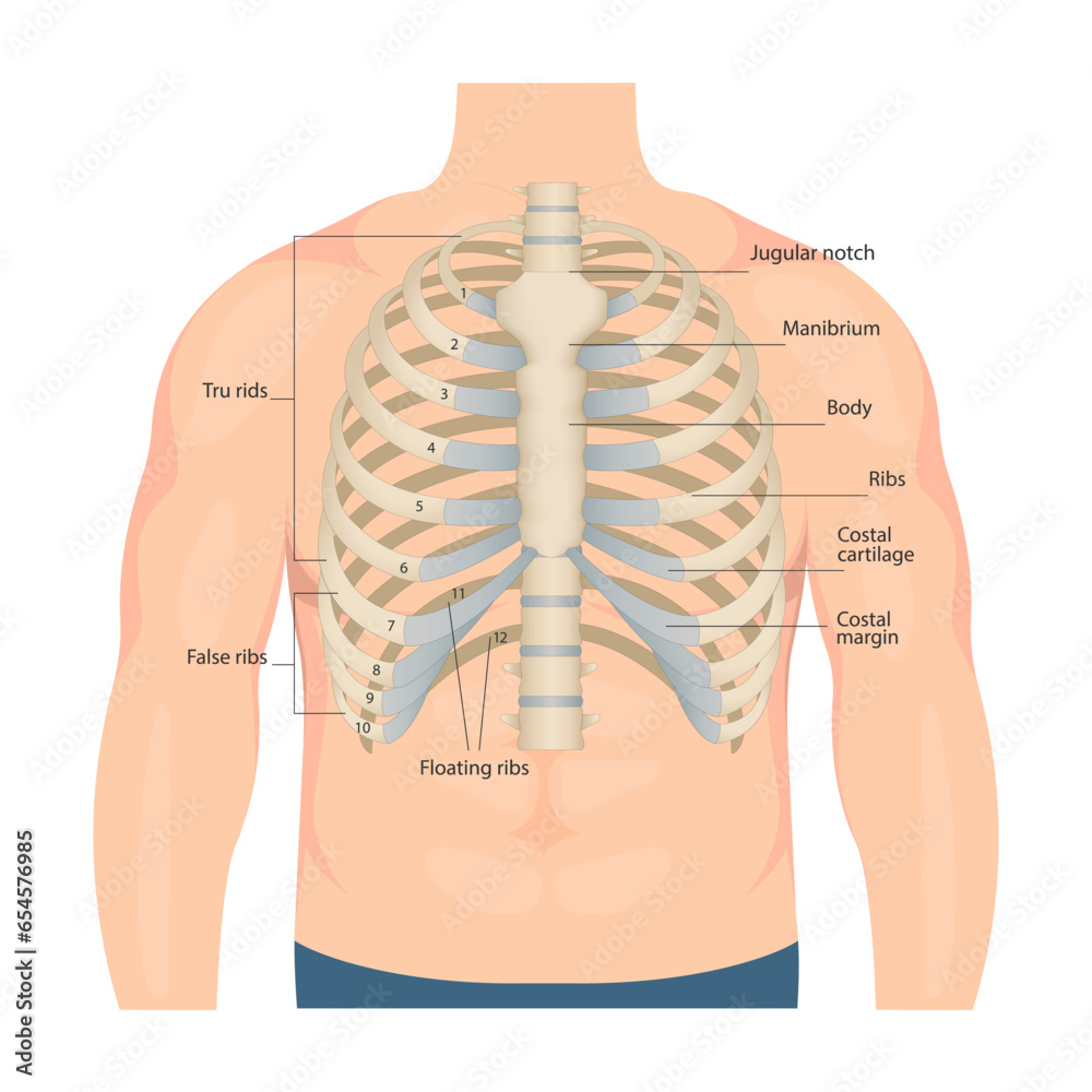 Bones of the human chest. Bones of the chest with the name and ...