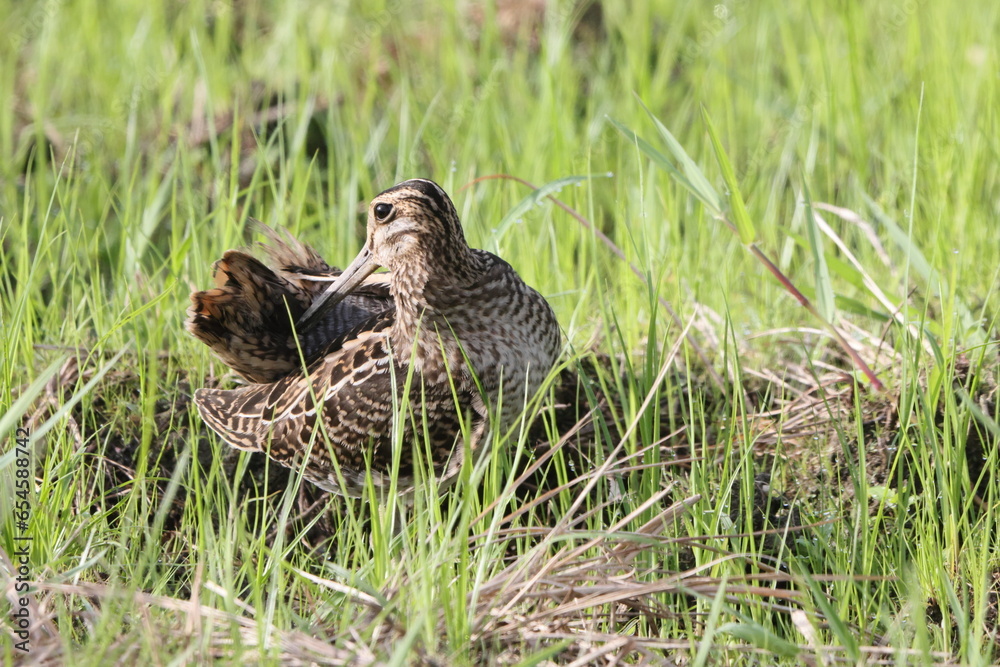 Swinhoe's snipe, (Gallinago megala), also known as forest snipe or ...