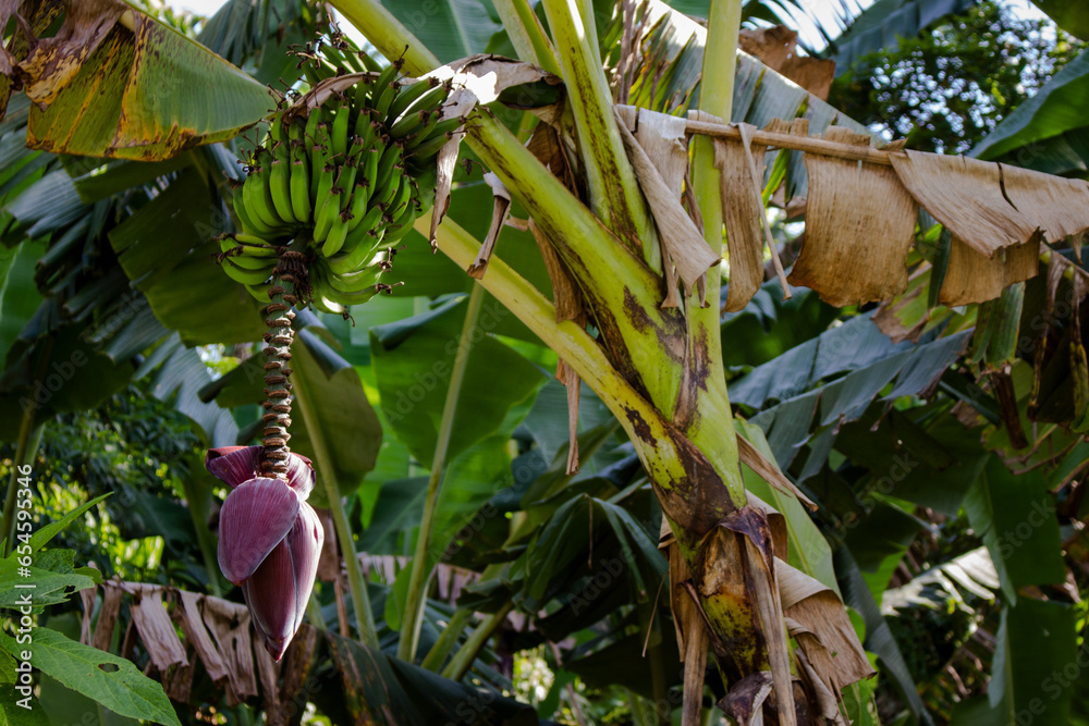 Bananeira com frutos. Banana. Stock Photo | Adobe Stock